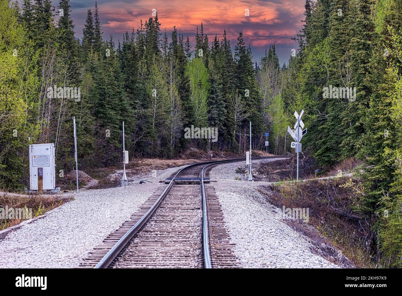 A scenic view of empty railroad tracks amid fir forest in Denali park ...