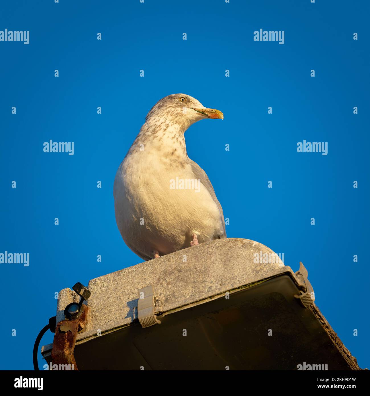 A closeup of a cute seagull against blue sky Stock Photo - Alamy
