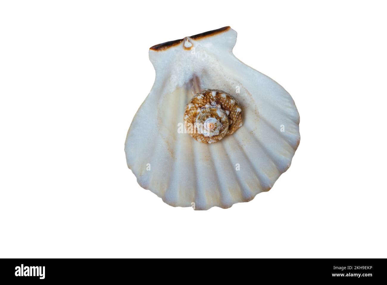 Beautiful seashell on a white isolated background Stock Photo - Alamy