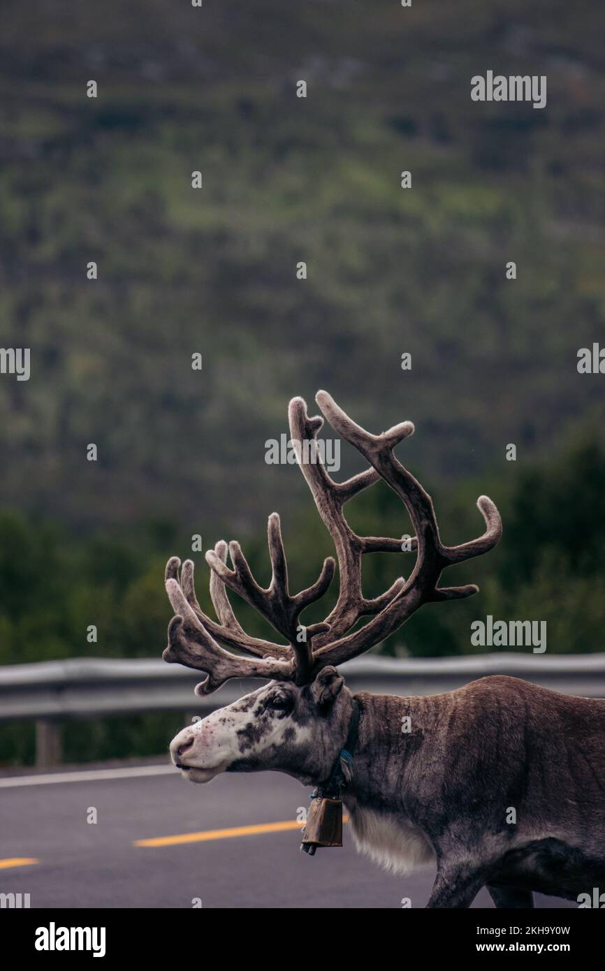 A vertical of a beautiful Mountain reindeer on a road Stock Photo - Alamy