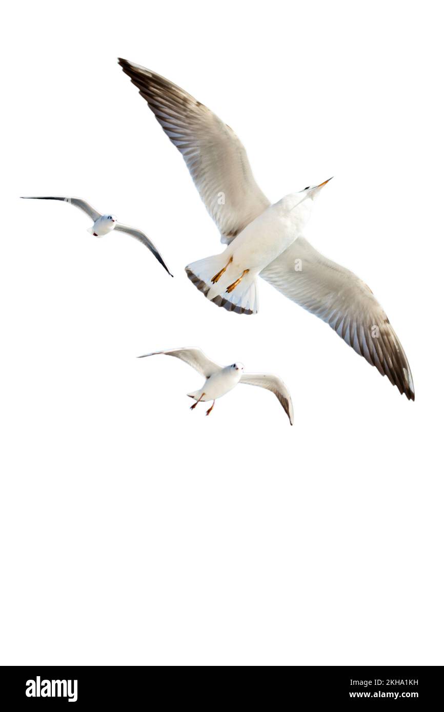 Isolated seagull on white background Stock Photo - Alamy
