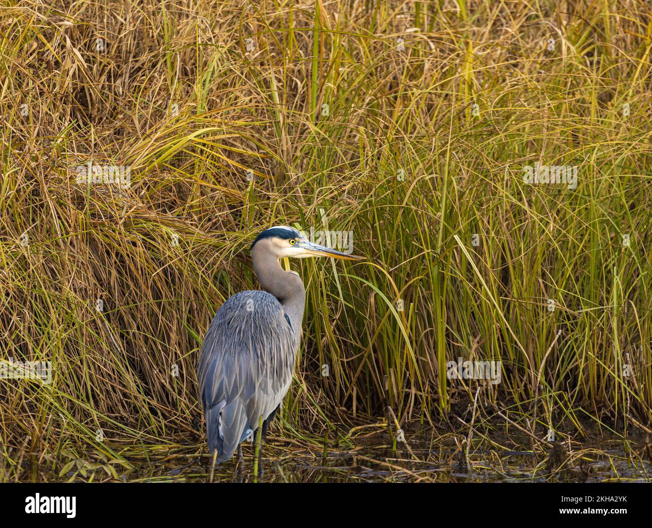 Big water bird hi-res stock photography and images - Alamy
