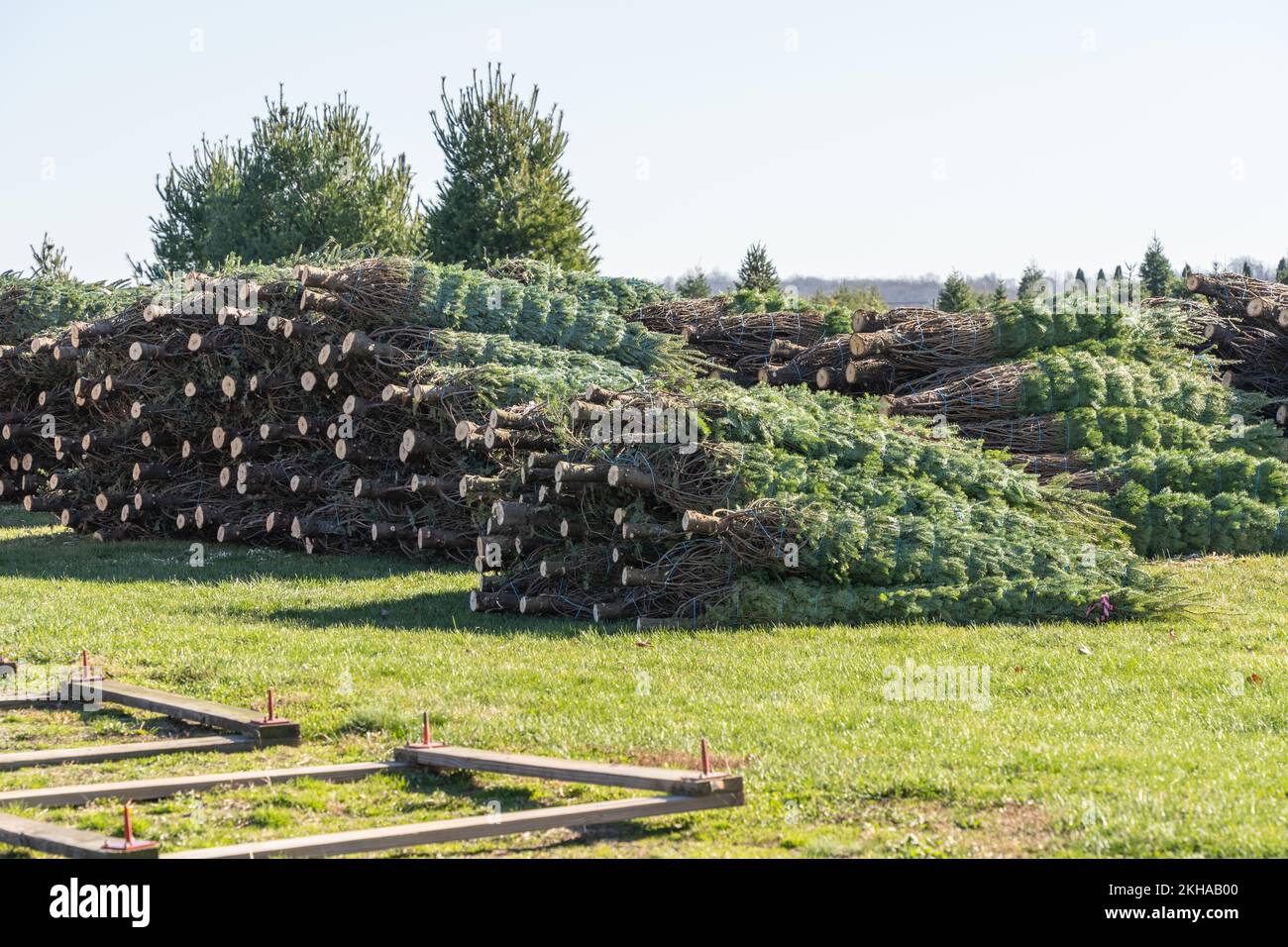 Freshly Cut Christmas Trees Ready to Be Decorated at Christmas Tree ...