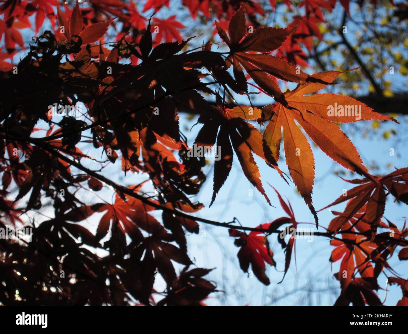 Japanese maple leaves shine red in Old City, Philadelphia Stock Photo ...