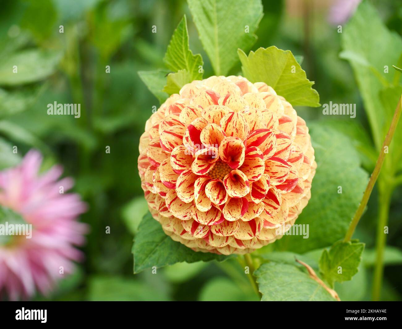Dahlia Flowers in the garden Stock Photo - Alamy