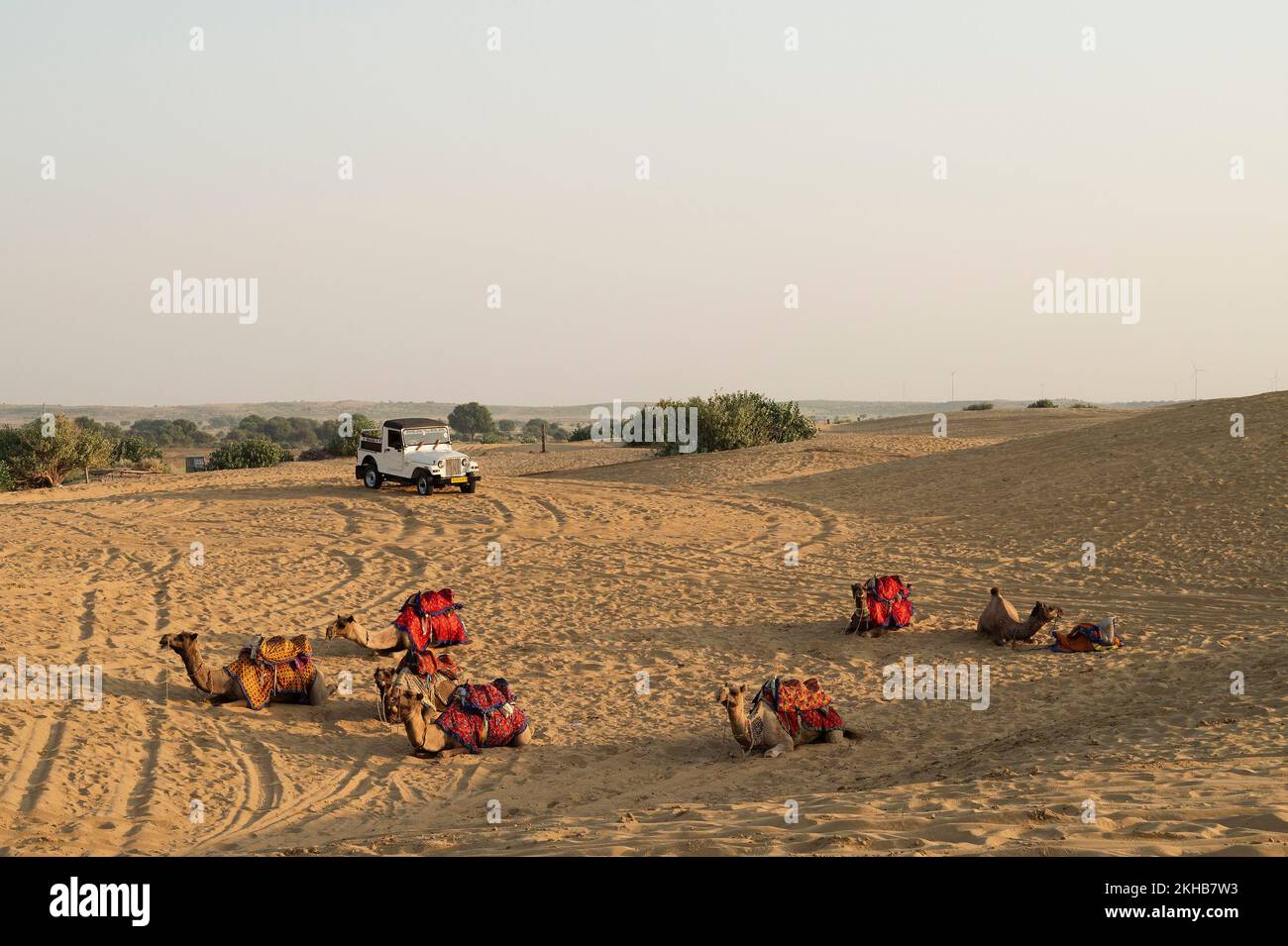 Dromedary, dromedary camel, Arabian camel, or one-humped camels are ...