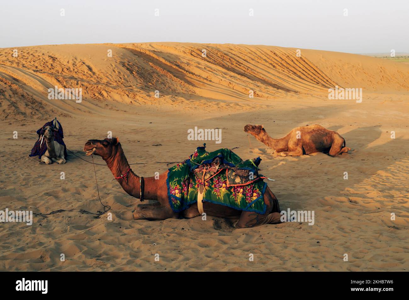 Thar desert, Rajasthan, India. Dromedary, dromedary camels, Arabian ...