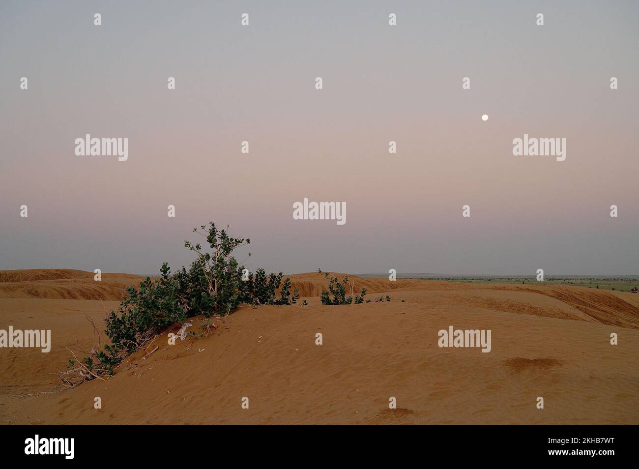 Moon set. View of Thar desert sand dunes , pre dawn light before sun ...