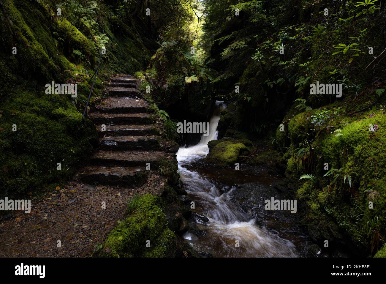 A beautiful view of a river by the road with stairs in a forest during ...