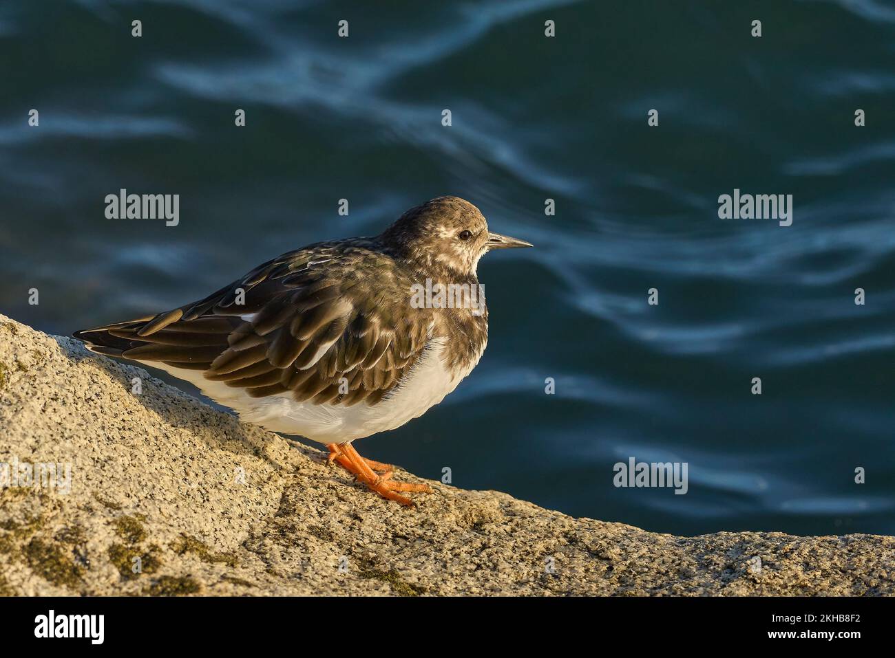 A closeup of a cute turnstone sitting on a stone by the sea Stock Photo ...
