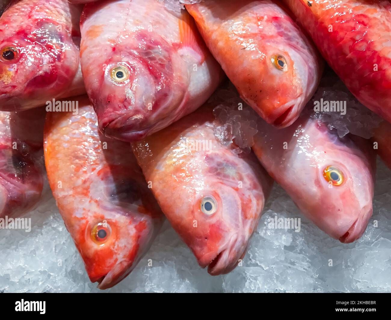 Red Tilapia fish on ice background Stock Photo - Alamy