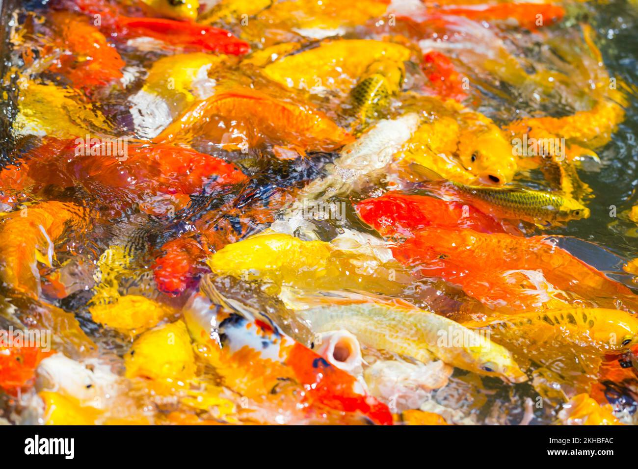 Colorful koi fish swimming in hi-res stock photography and images - Alamy