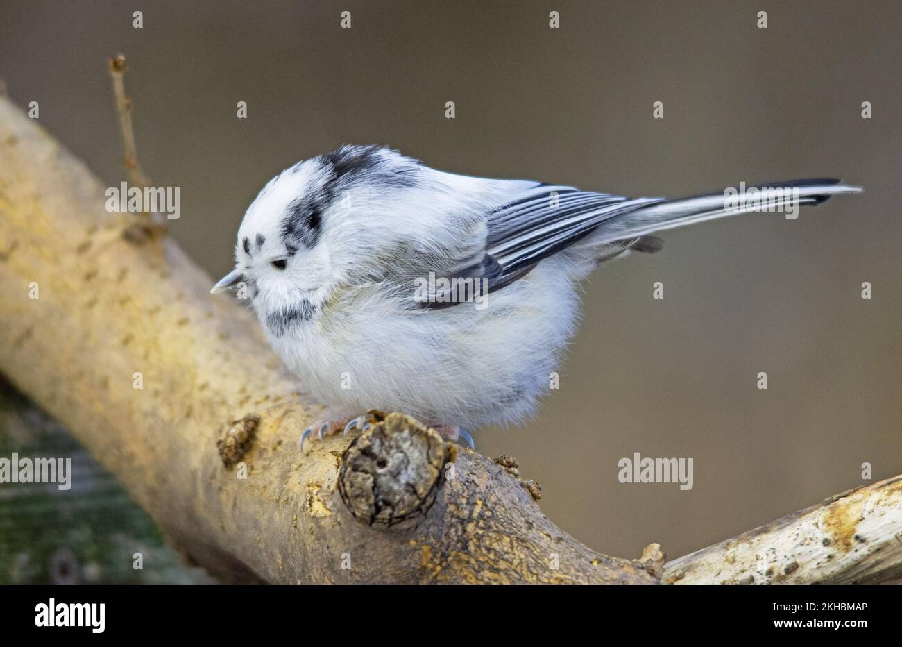 Sixdragonstudios hi-res stock photography and images - Alamy