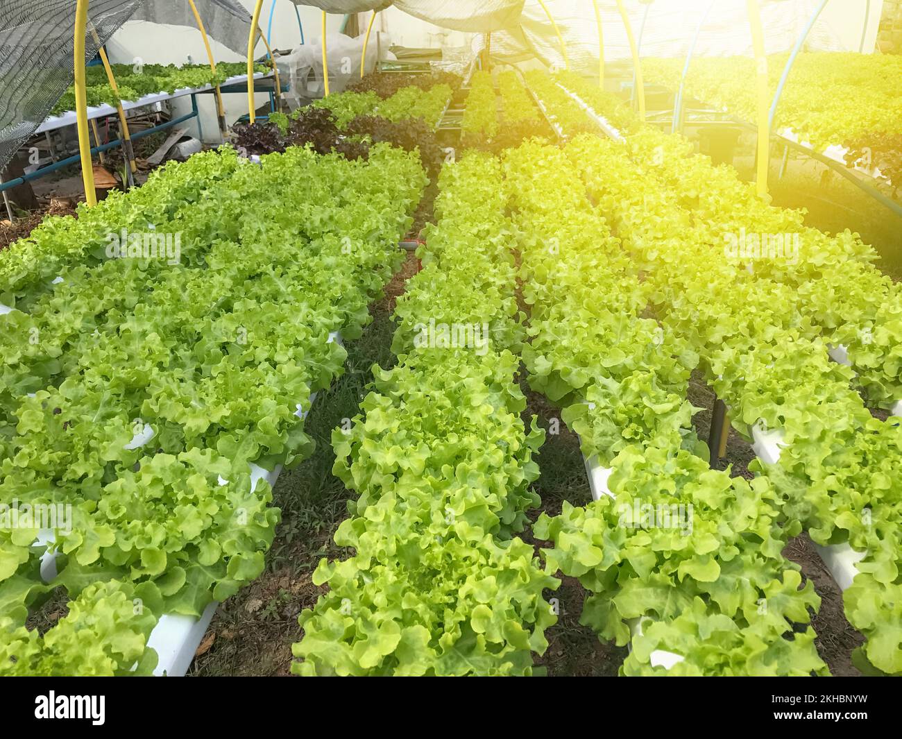 Hydroponics Organic vegetables Farms in Thailand Stock Photo - Alamy