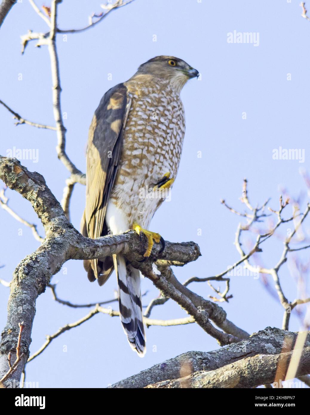 The mark of the hawk hi-res stock photography and images - Alamy