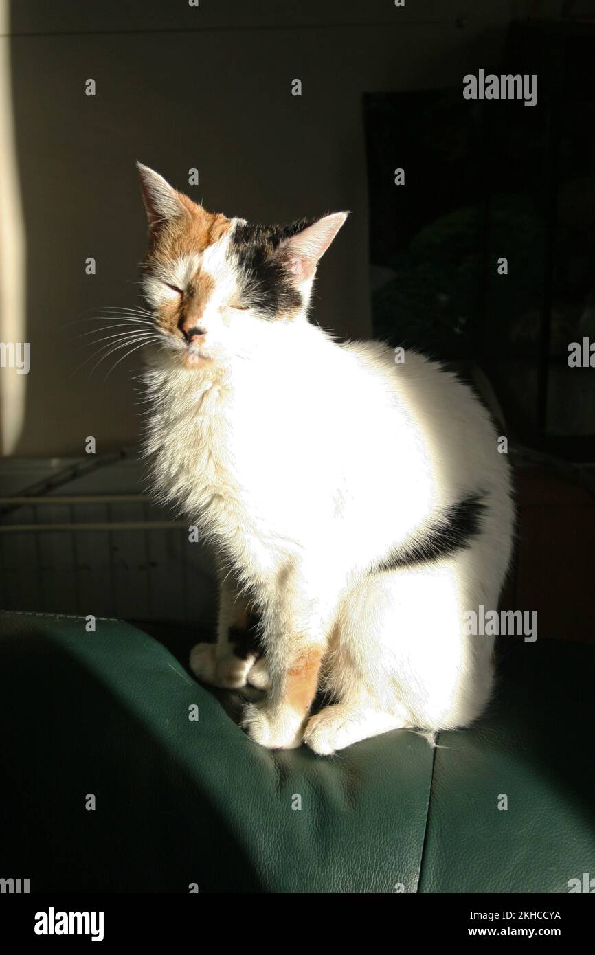 toroiseshell black and white cat sat up alert Stock Photo - Alamy