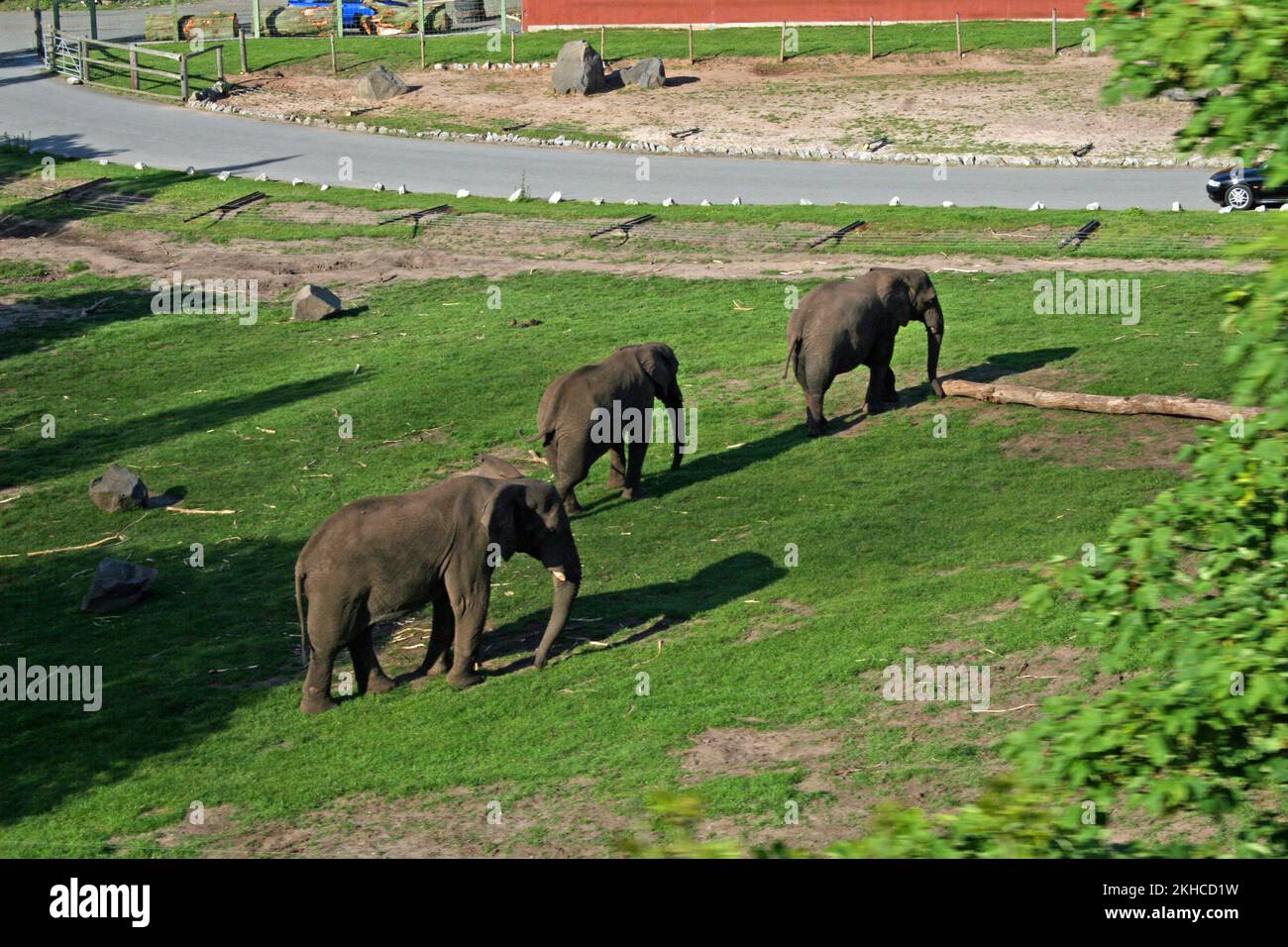 Elephants walk in long hi-res stock photography and images - Alamy