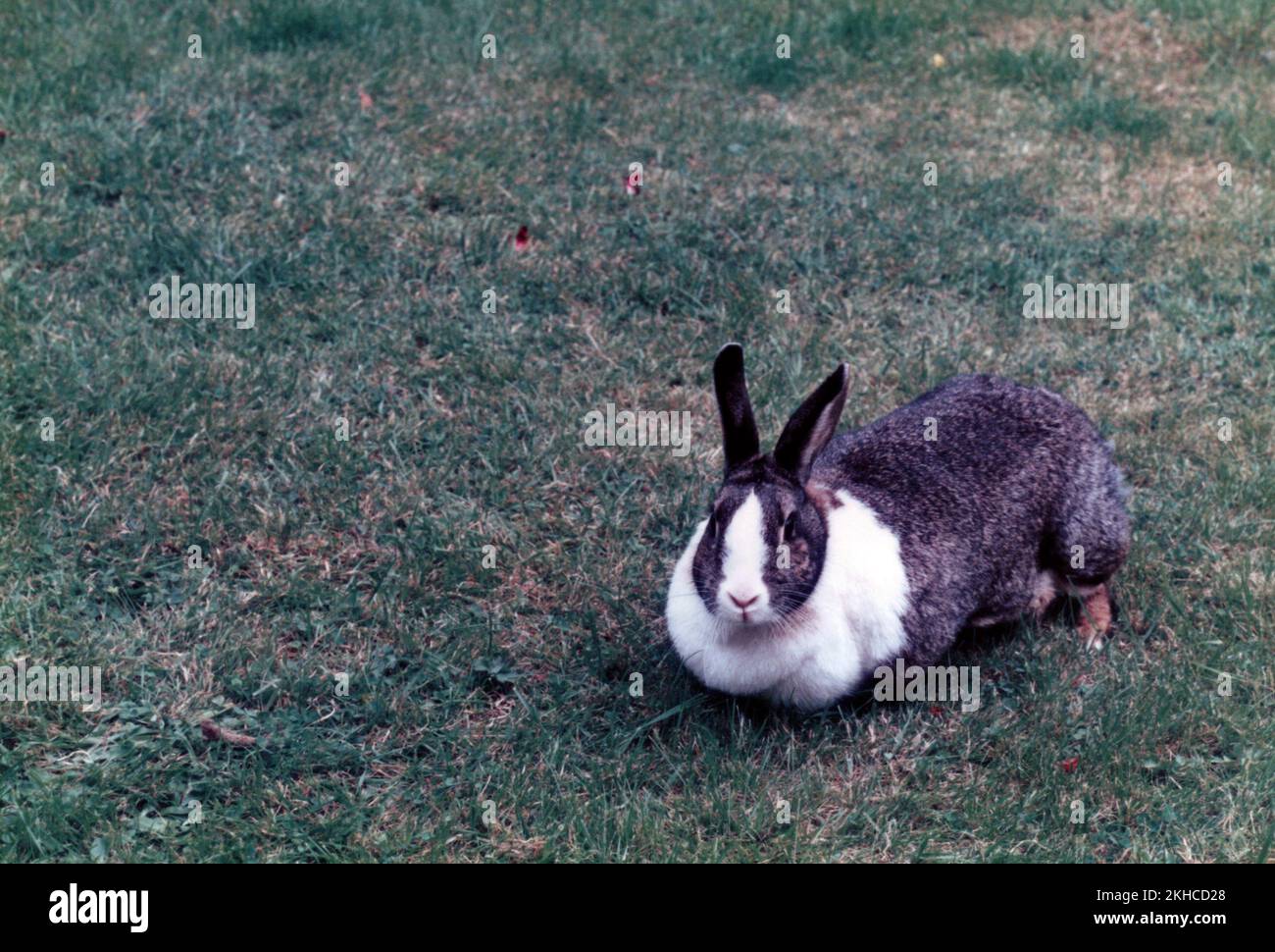 dutch rabbit on grass looking at camera Stock Photo - Alamy