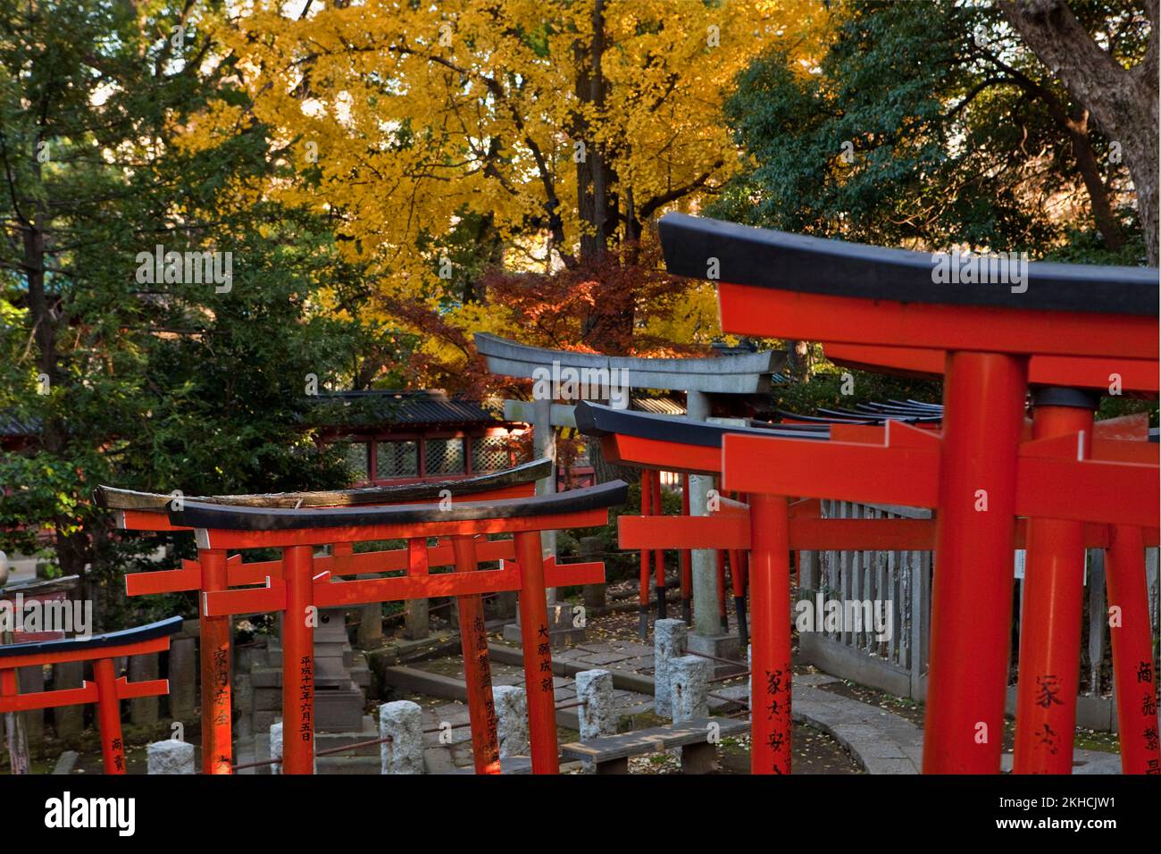 Torii Gates autumn Nezu Shrine Bunkyo Tokyo Japan Stock Photo - Alamy