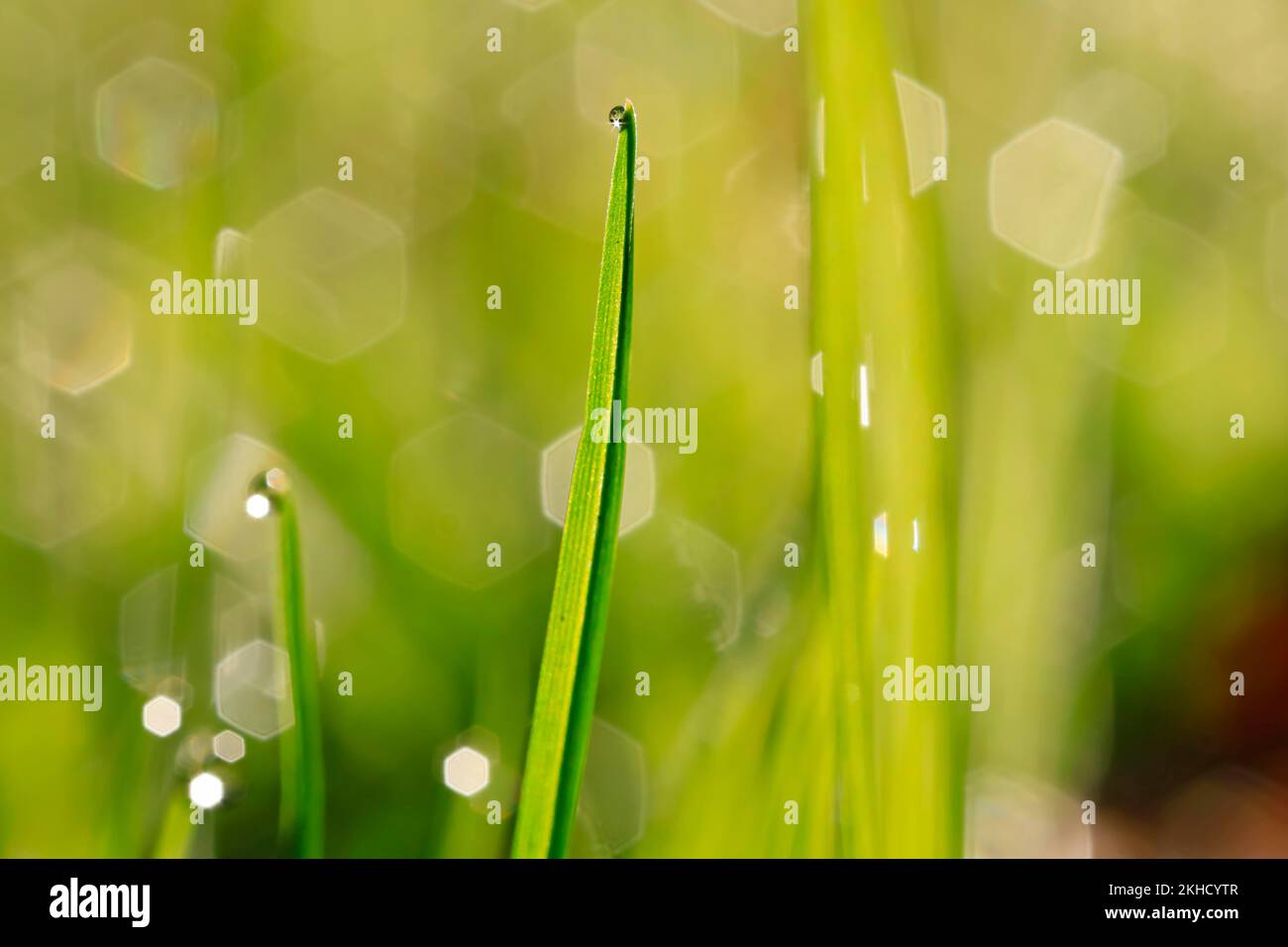Morning dew in october hi-res stock photography and images - Alamy
