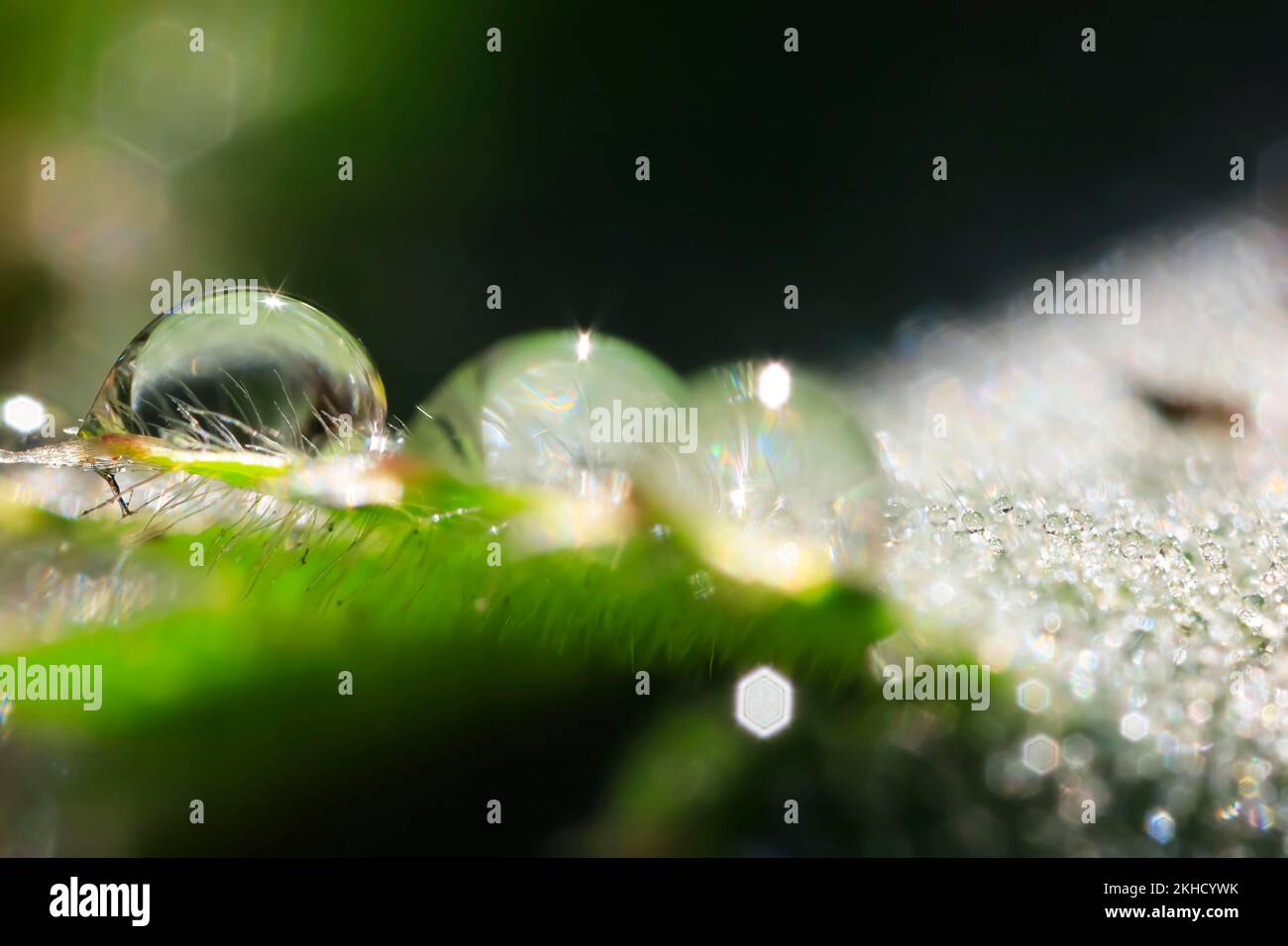 Morning dew in october hi-res stock photography and images - Alamy