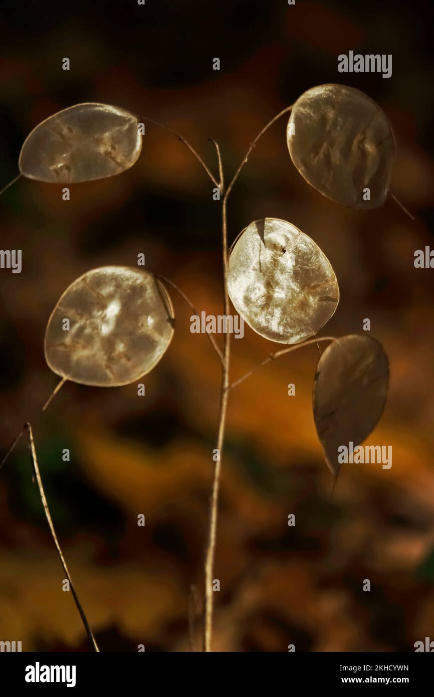 Field penny-cress (Thlaspi arvense), November, Germany, Europe Stock ...