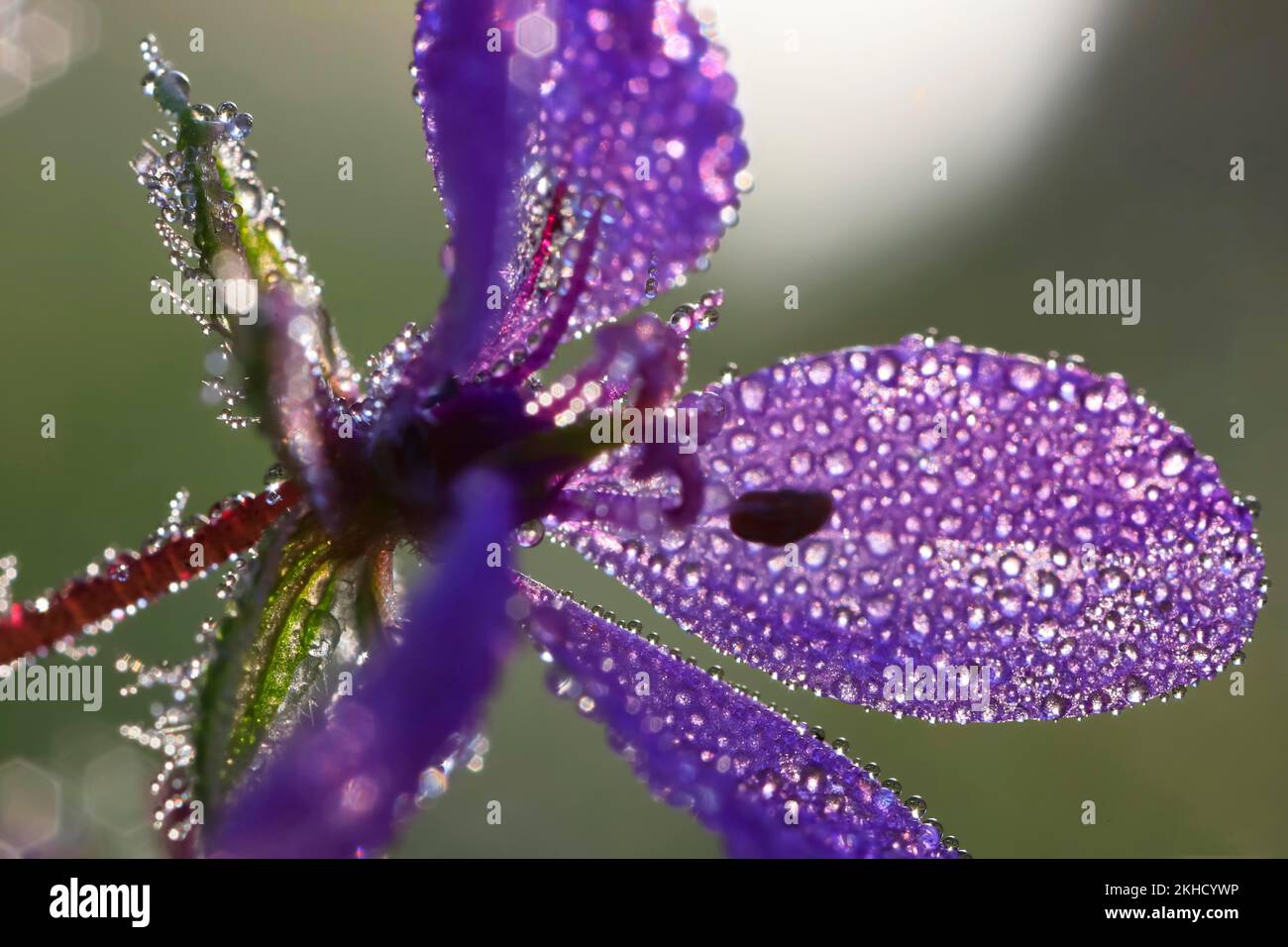 Morning dew in october hi-res stock photography and images - Alamy