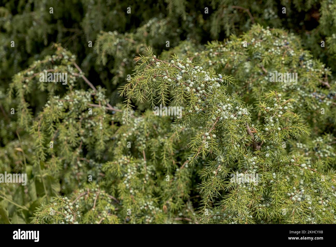 Common juniper (Juniperus communis), juniper bush with ripe and unripe ...