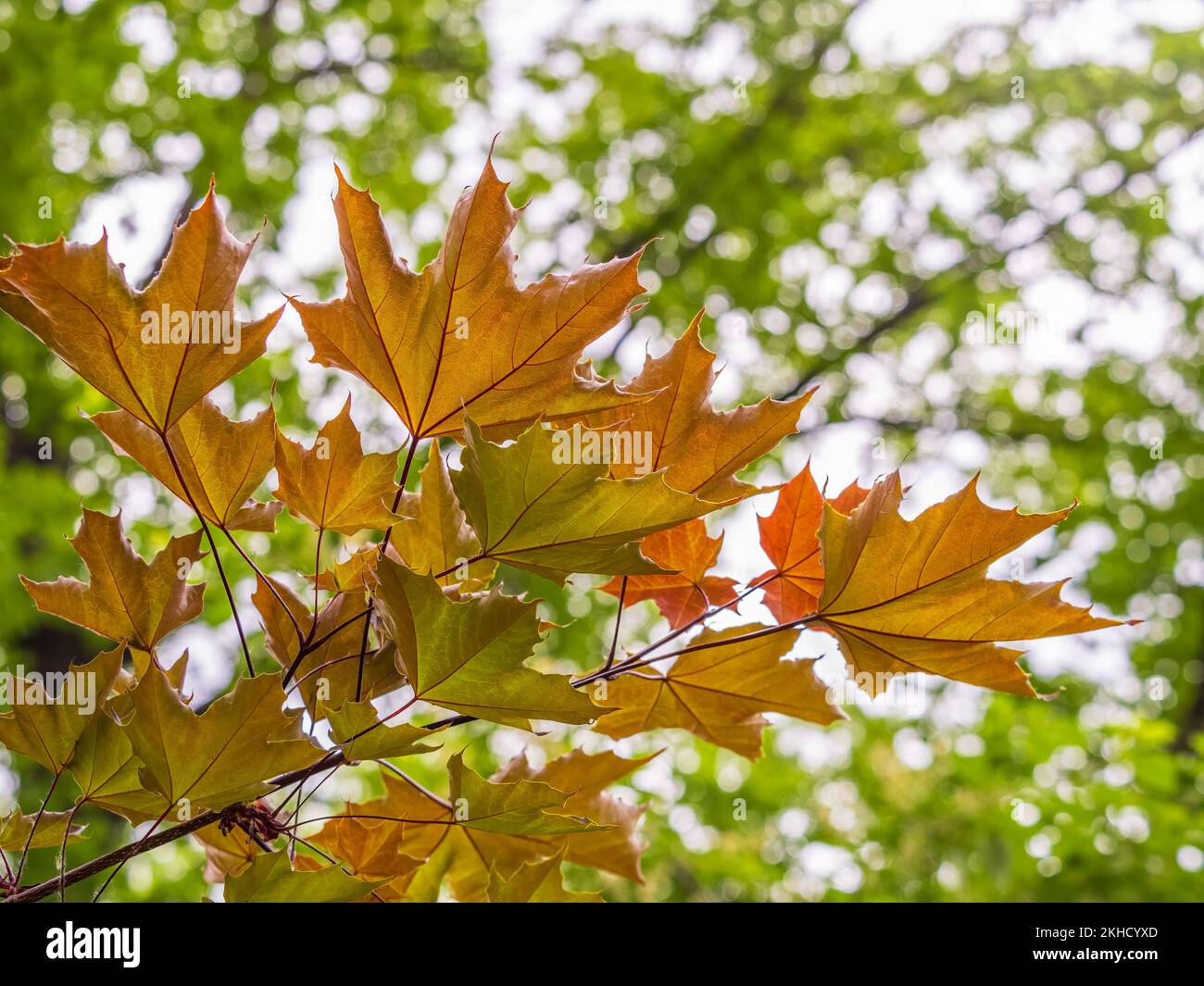 Tree branch with dark red leaves, Acer platanoides, the Norway maple ...