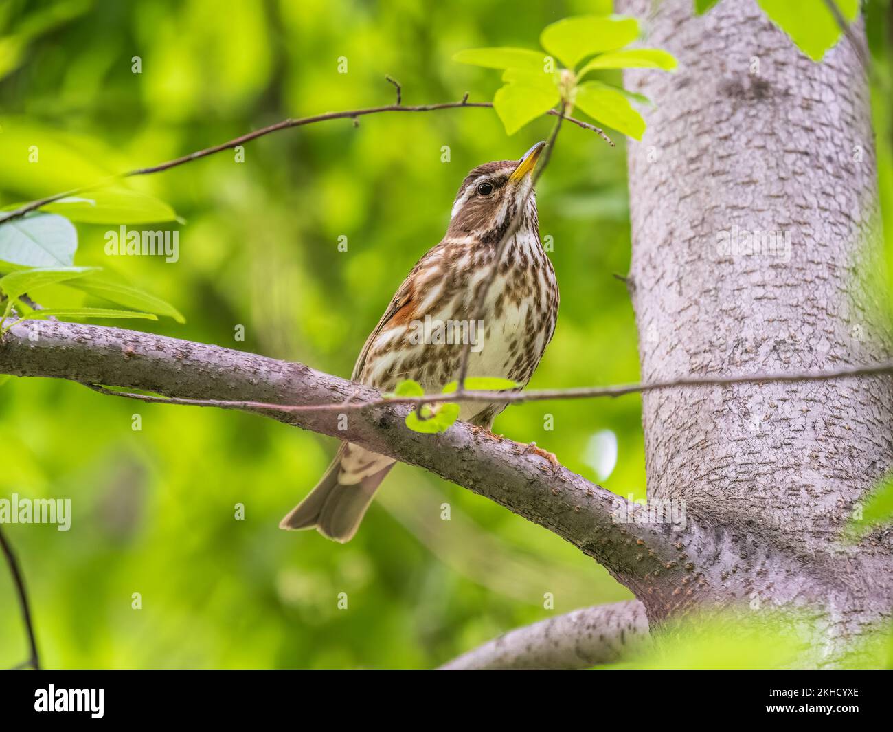 Wood bird Redwing, Turdus iliacus, sits on tree branch. Small thrush ...