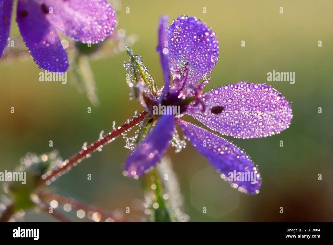 Morning dew in the garden, end of October, Germany, Europe Stock Photo ...