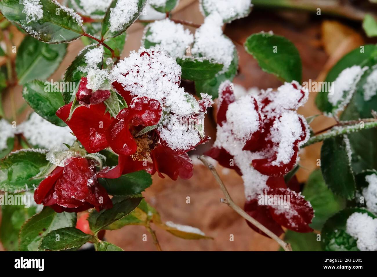 November blossom hi-res stock photography and images - Alamy