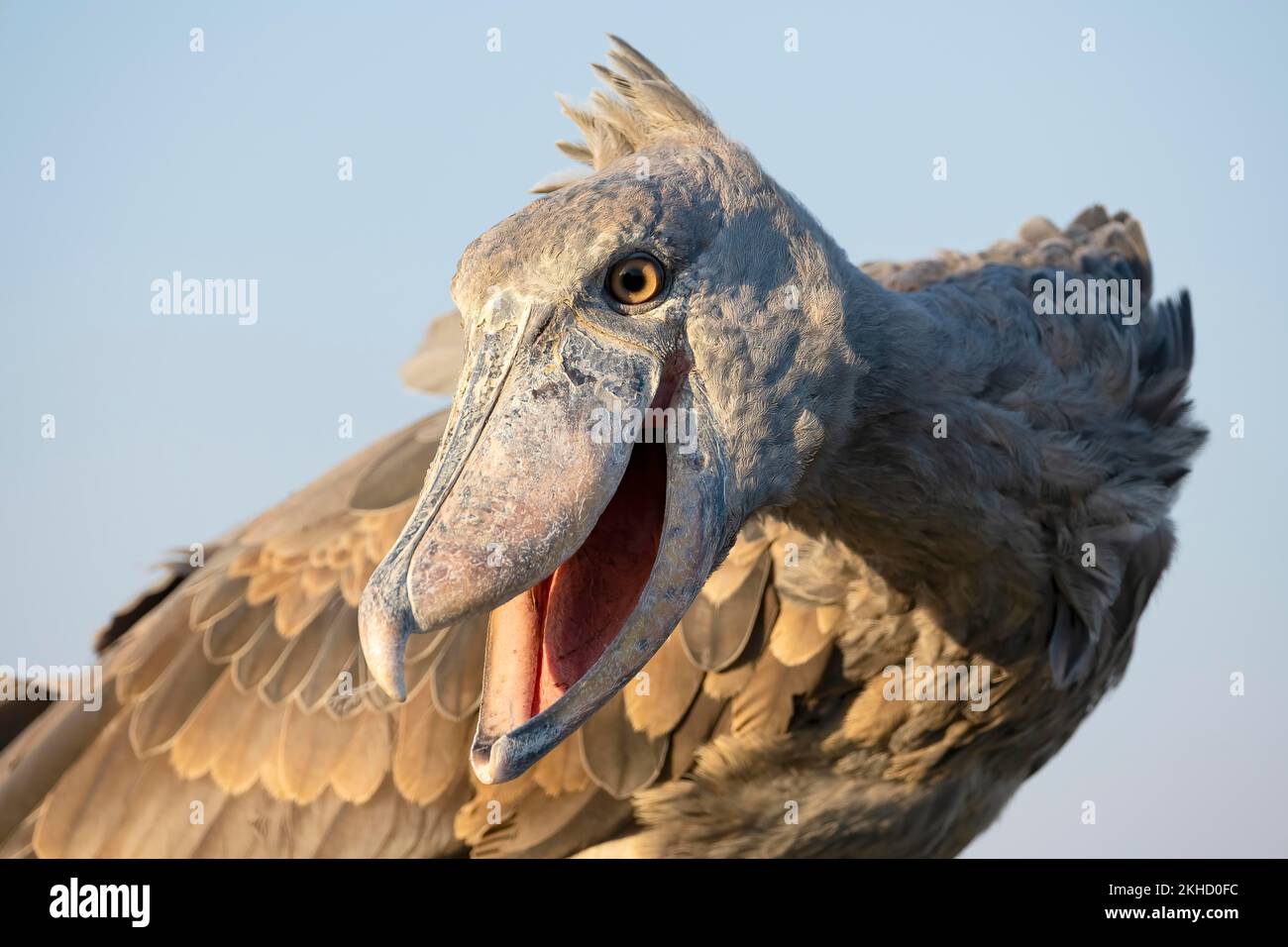 Shoebill (Balaeniceps rex), also Abu Markub, animal portrait, frontal ...