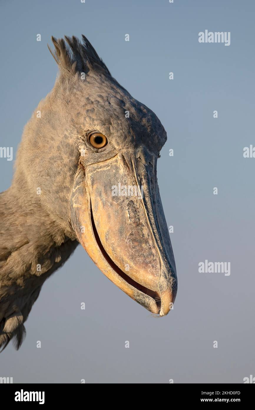 Shoebill (Balaeniceps rex), also Abu Markub, animal portrait, lateral ...