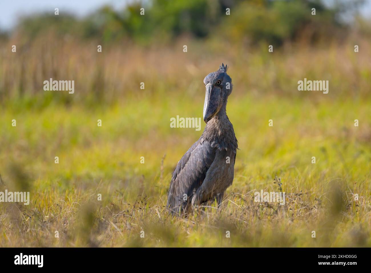 Shoebill (Balaeniceps rex), also Abu Markub, standing in grass ...