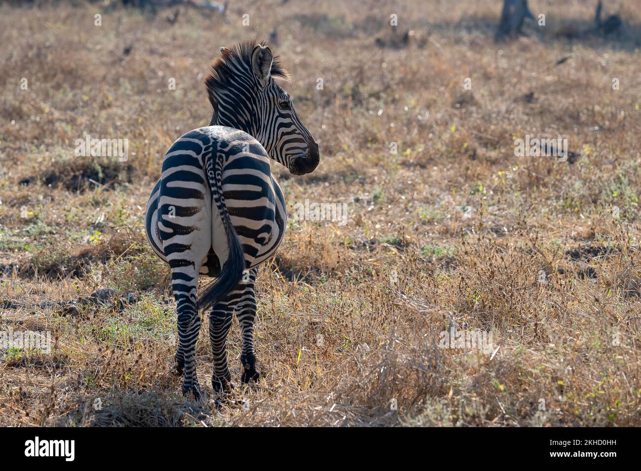 Plains Zebra of the subspecies crawshay's zebra (Equus quagga crawshayi ...