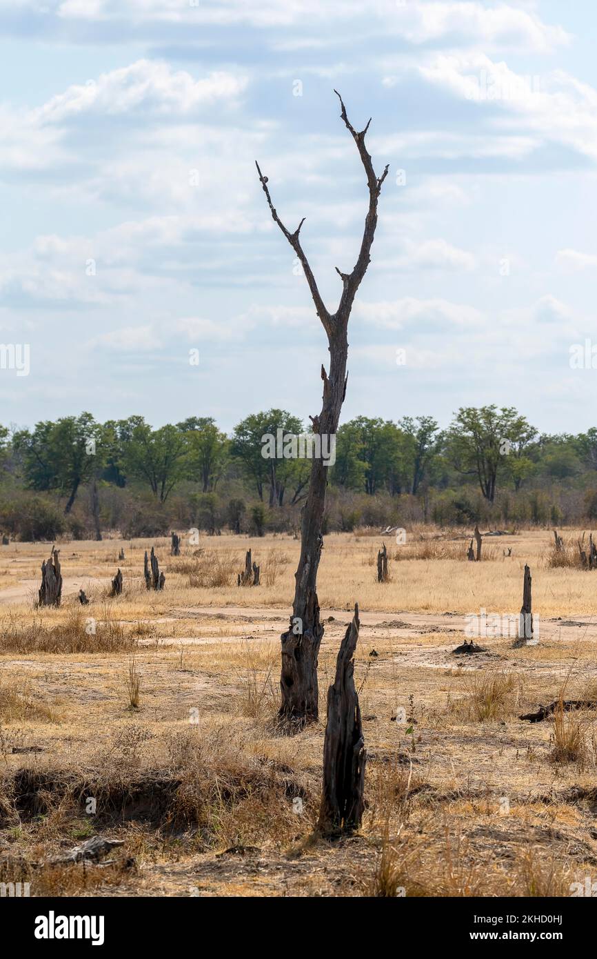 Dead trees and track, tree, track, road, path, landscape, nature ...