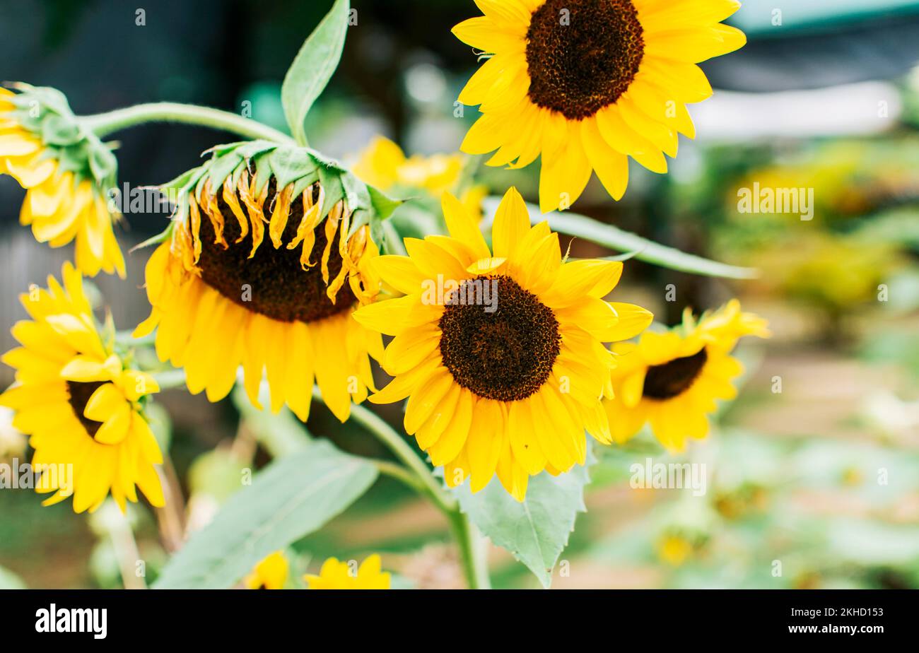 Setting of natural beauty hi-res stock photography and images - Alamy