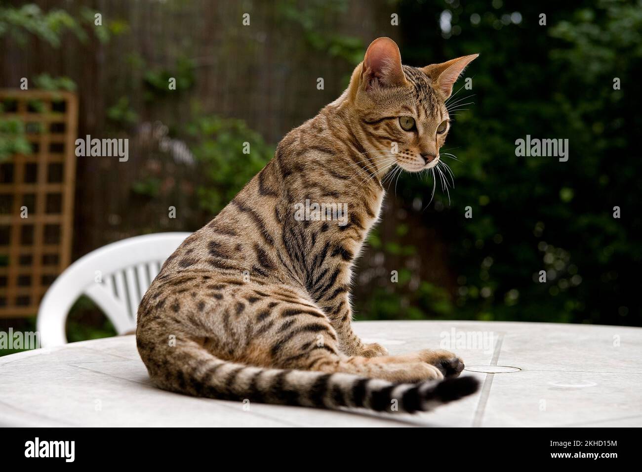 Pedigree cat Savannah, generation F4 Stock Photo - Alamy