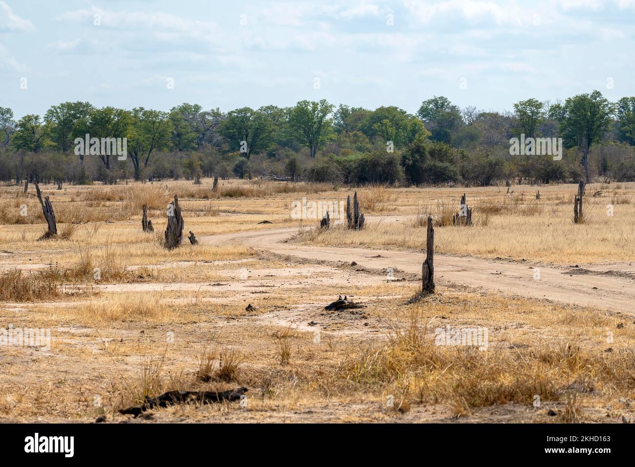 Dead trees and track, tree, track, road, path, landscape, nature ...