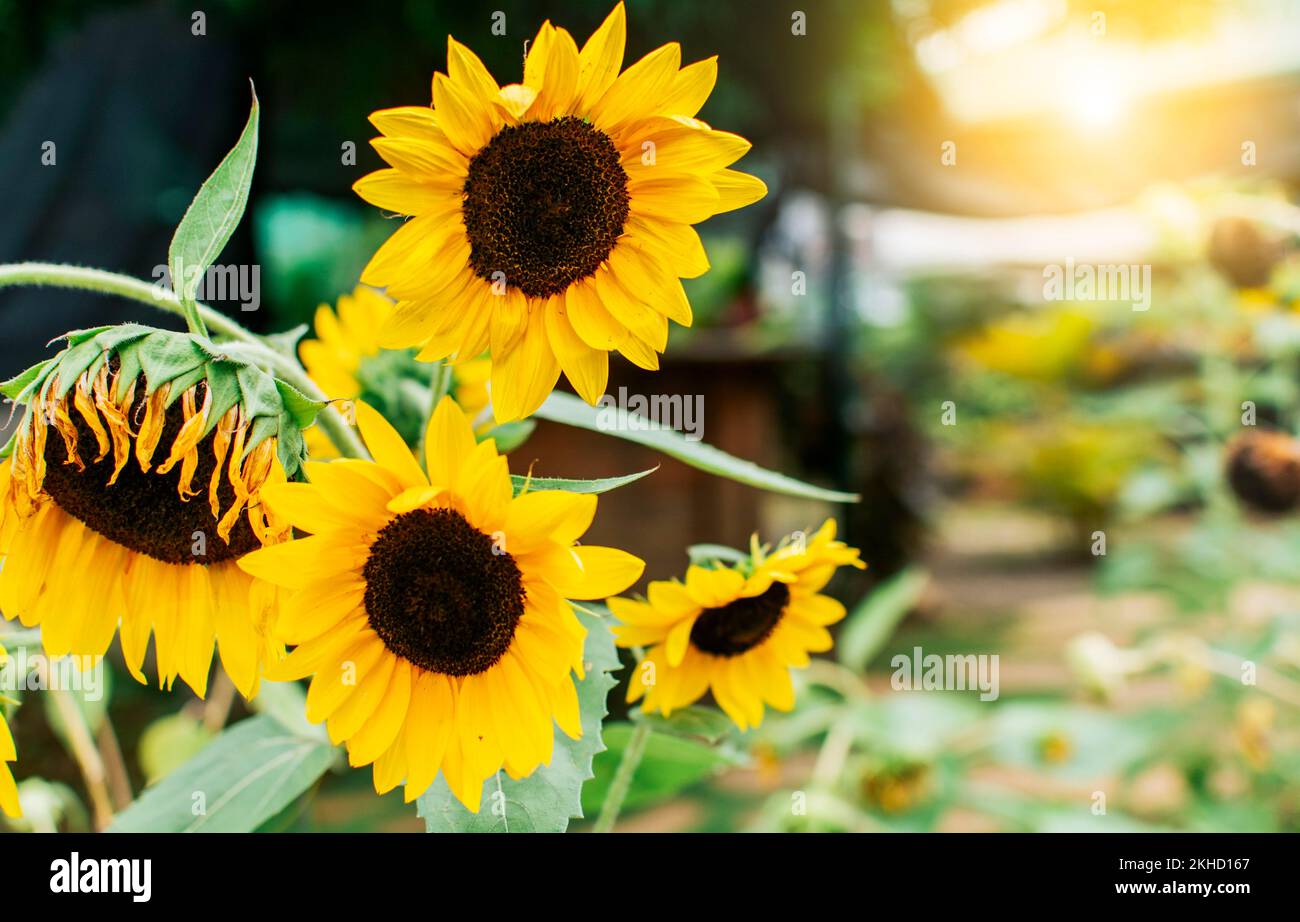 Beautiful garden setting hi-res stock photography and images - Alamy