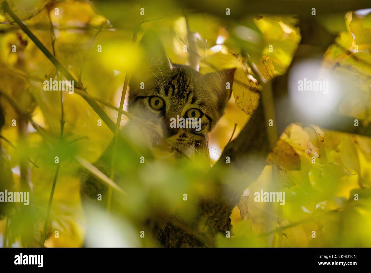 European domestic cat, in tree, brown-black tabby, kitten photographed ...