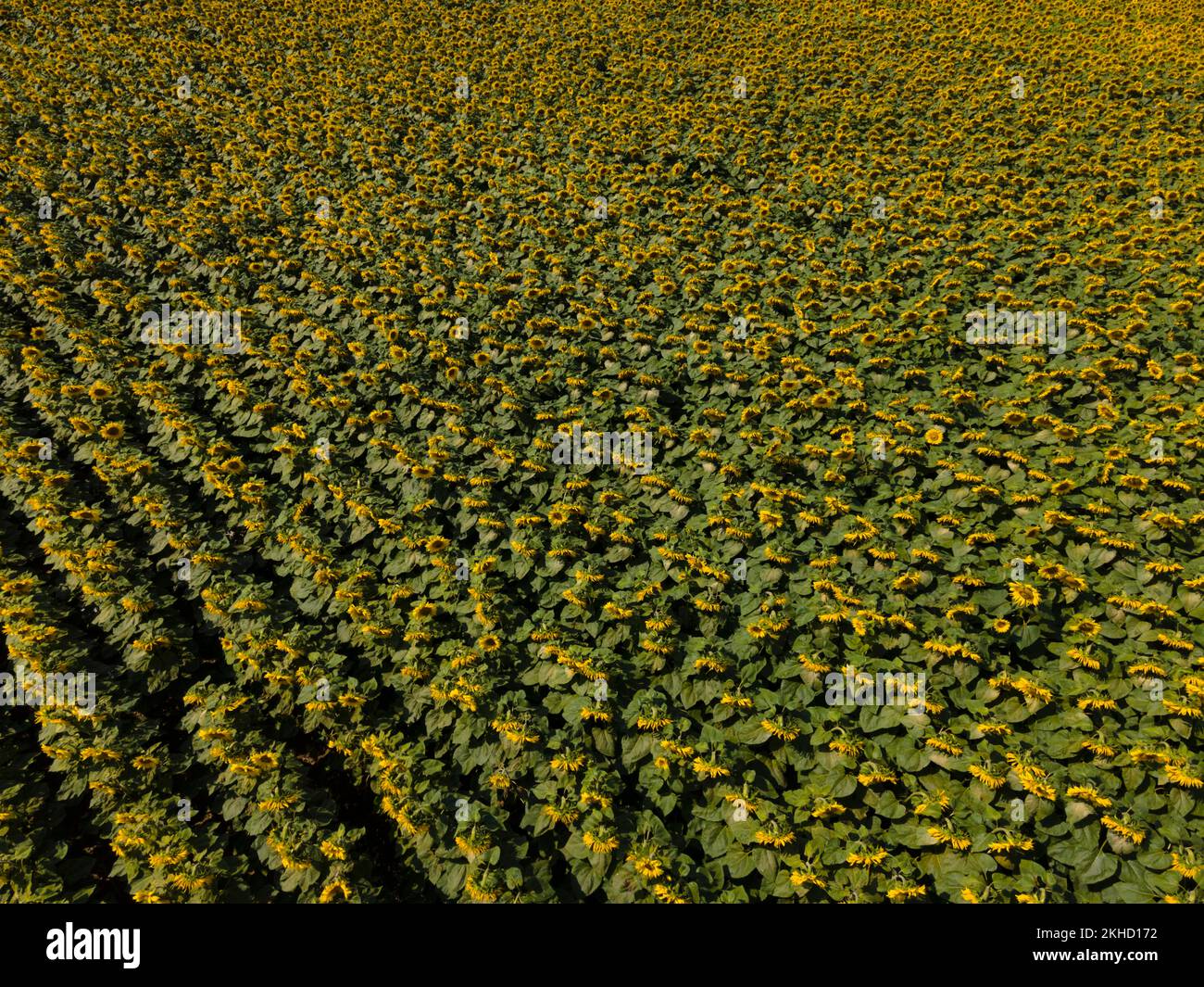 Grzegrzolki hi-res stock photography and images - Alamy