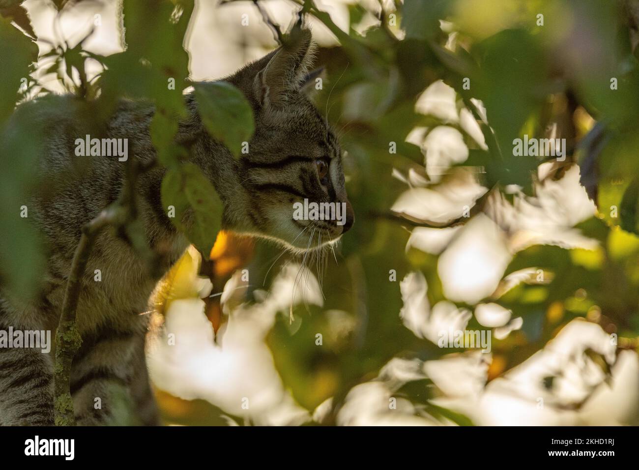 European domestic cat, in tree, brown-black tabby, kitten photographed ...