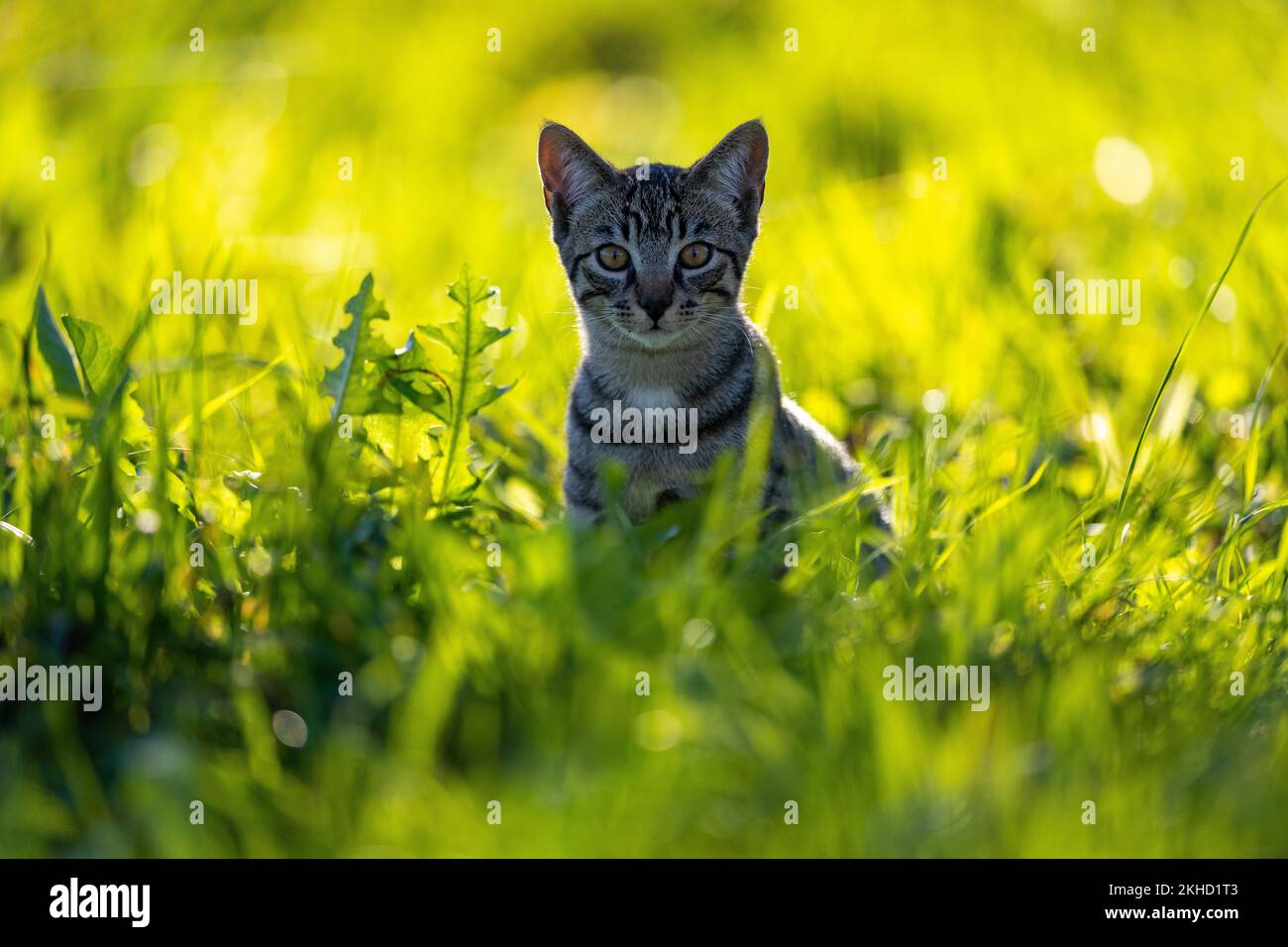 Cat grass backlight hi-res stock photography and images - Alamy