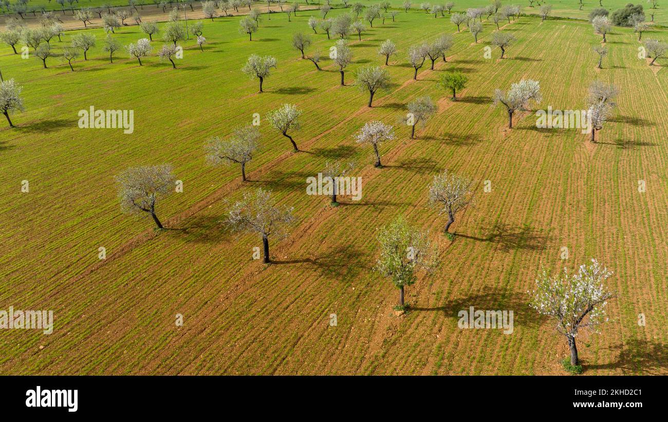 Almond trees palma mallorca hi-res stock photography and images - Alamy