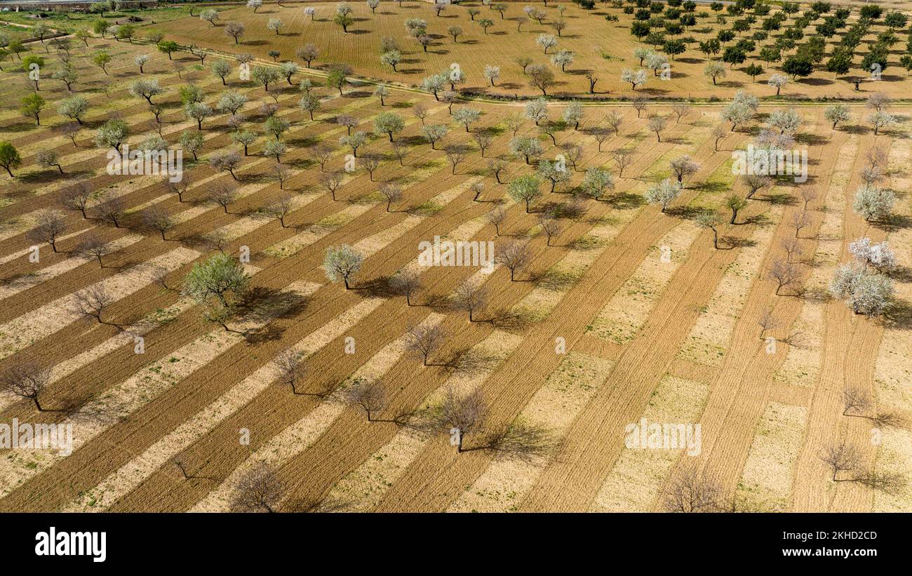 Almond trees palma mallorca hi-res stock photography and images - Alamy