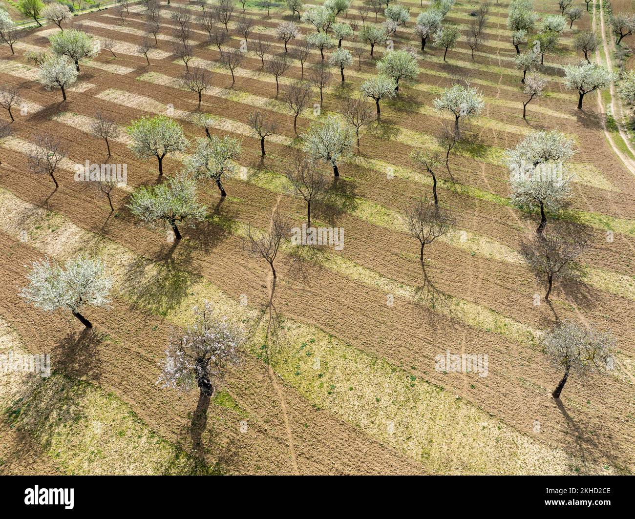 Almond trees palma mallorca hi-res stock photography and images - Alamy