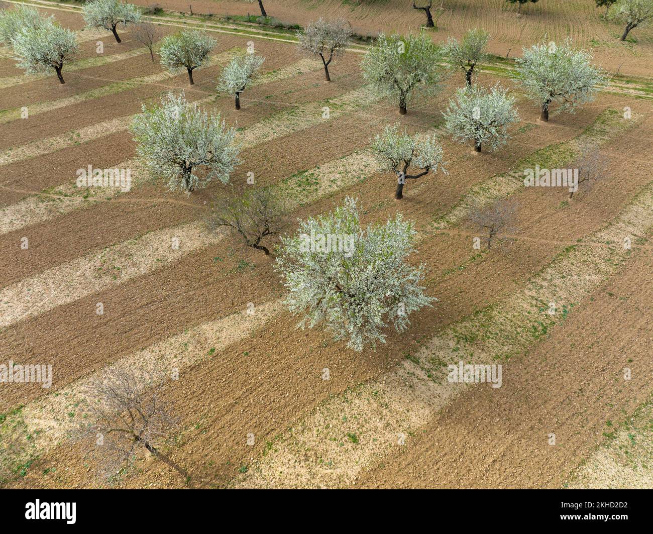 Almond trees palma mallorca hi-res stock photography and images - Alamy