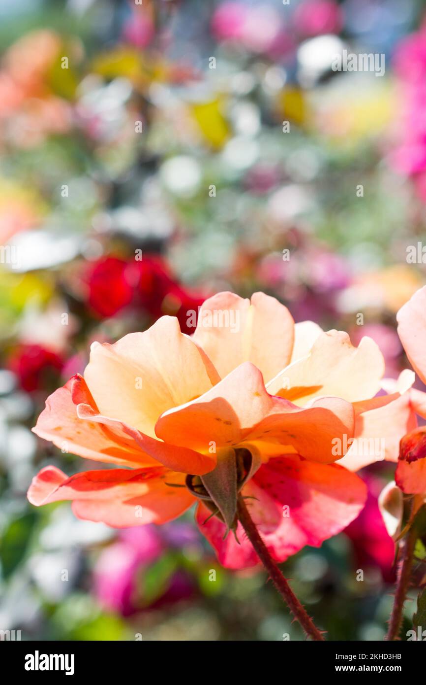 Beautiful rose in nature background Stock Photo - Alamy